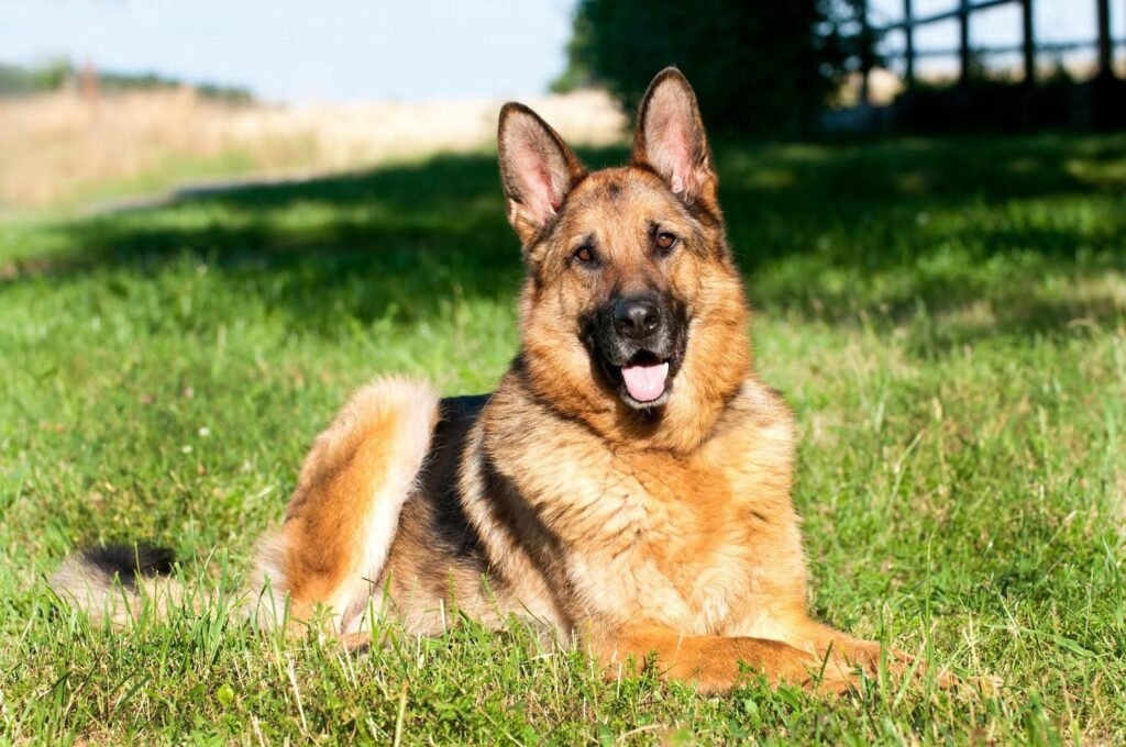 7 Common Myths About German Shepherd Rescue Dogs | Adopt a German ...